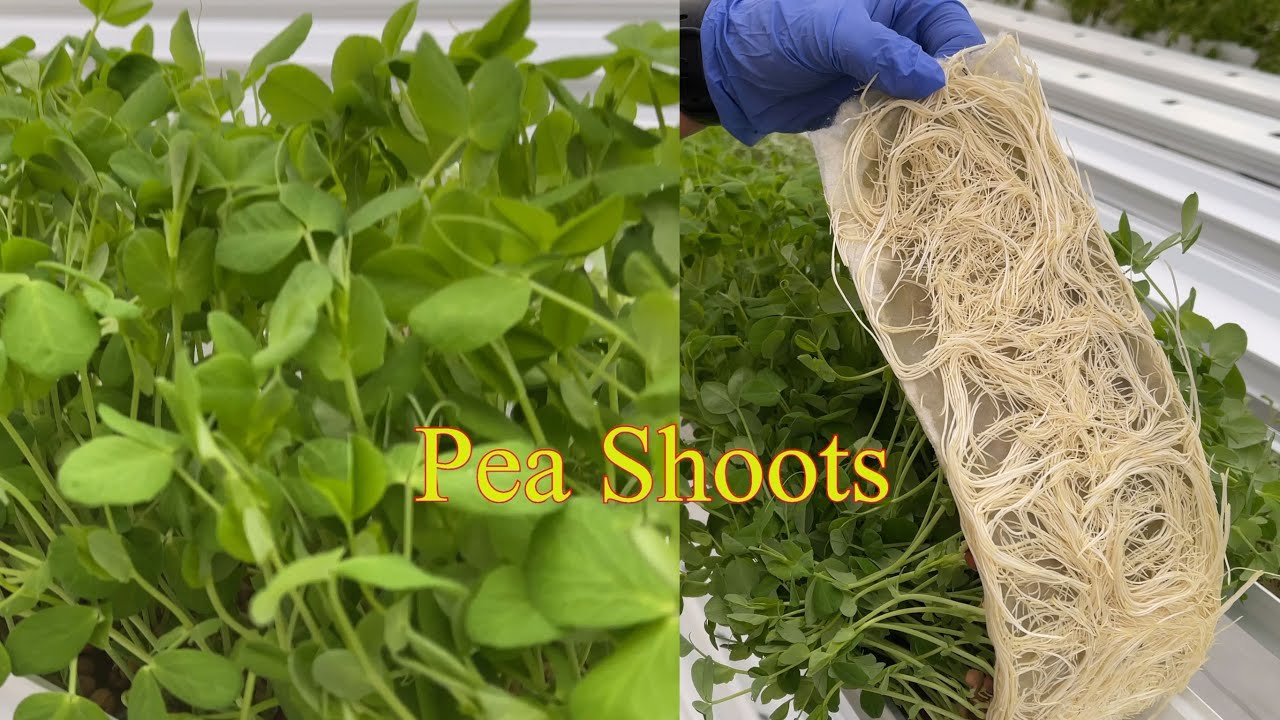 Harvesting Pea Shoots and seeding for the spring Farm Market - YouTube