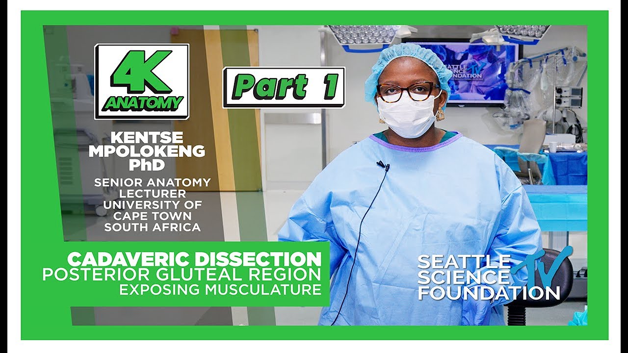 4K Anatomy - Lower Leg Dissection - Part One, Anterior Thigh - Kentse ...
