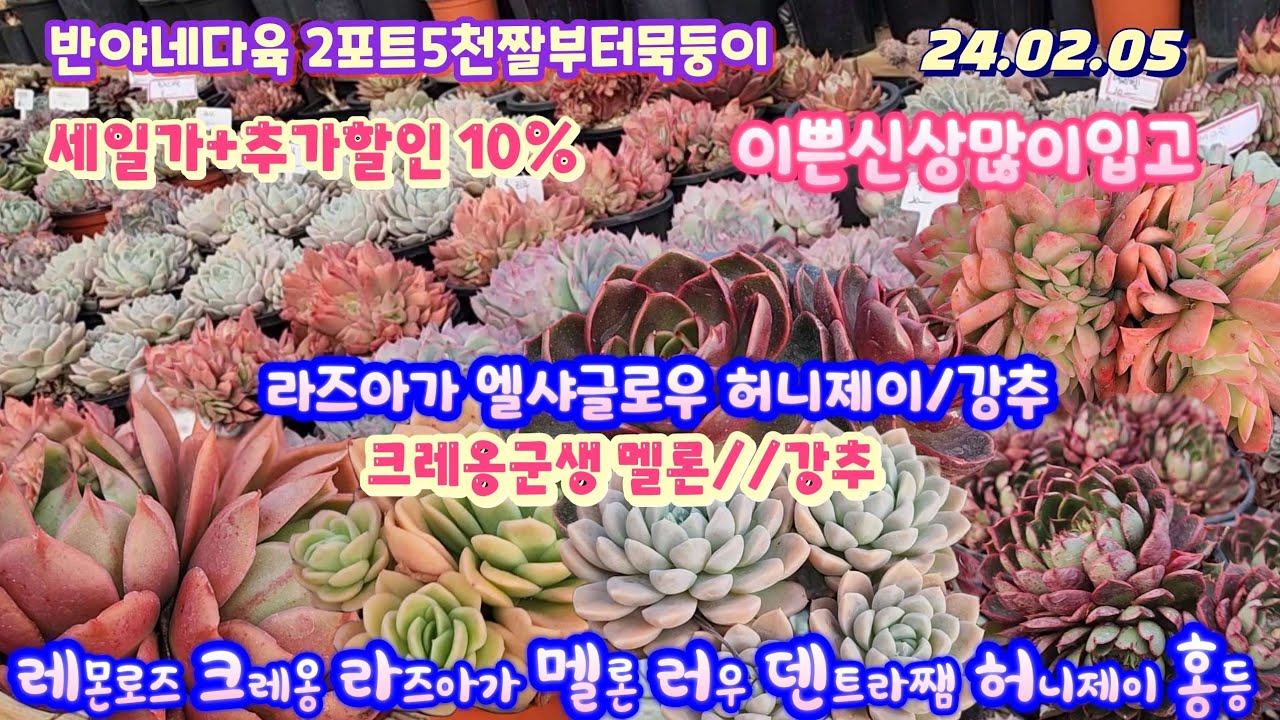 반야네다육3세일가추가102포트5천원짤부터달달묵어서 넘이쁜아가들 베란다에서 키우기좋은 사이즈라즈아가크레옹군생엘샤