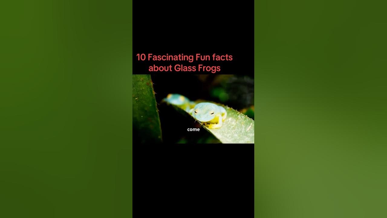10 Fascinating Facts About Glass Frogs GlassFrogs AmphibianFacts 10-fascinating-facts-about-glass-frogs-glassfrogs-amphibianfacts