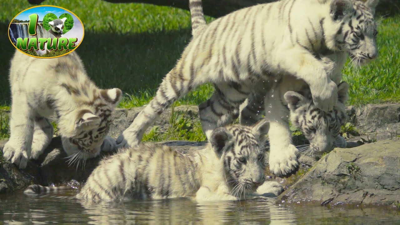LOVE AND CARE IN A TIGER FAMILY , LITTLE TIGER CUBS, TIGER BATHING ...