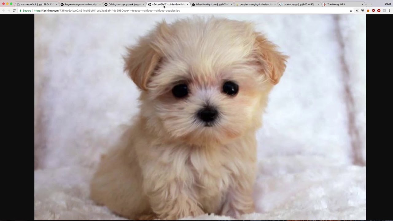 Wow! Look at These Amazing Puppies! Cute and Cuddly! - YouTube