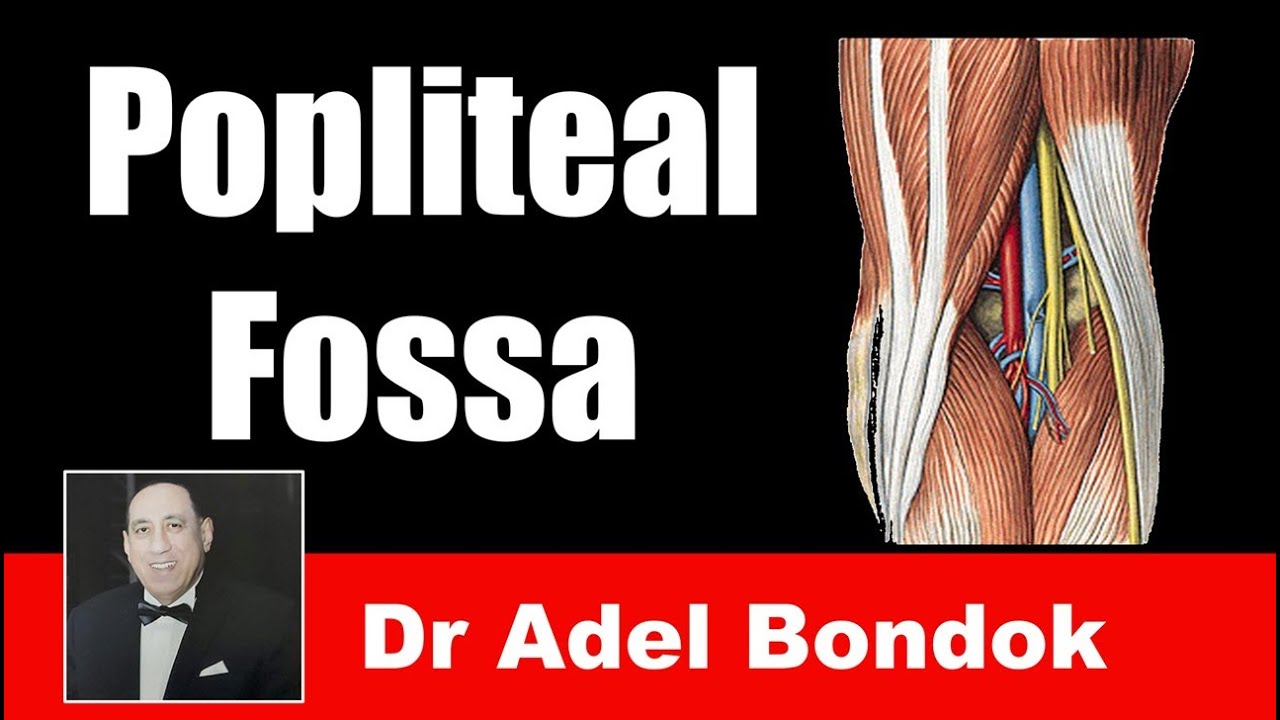 Popliteal Fossa, Dr Adel Bondok - YouTube
