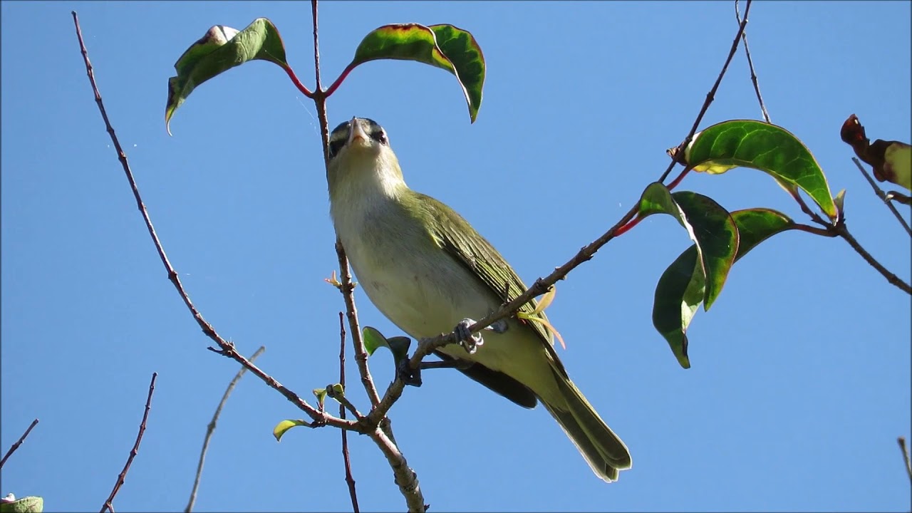Chiví común (Vireo olivaceus): "VOZ". - YouTube