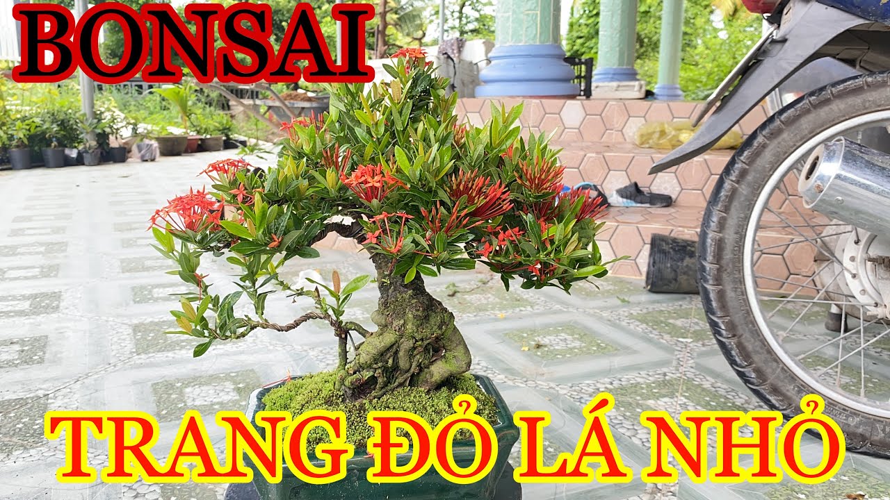 Bonsai Trang đỏ lá nhỏ thành phẩm 0353832312 Nhi - YouTube
