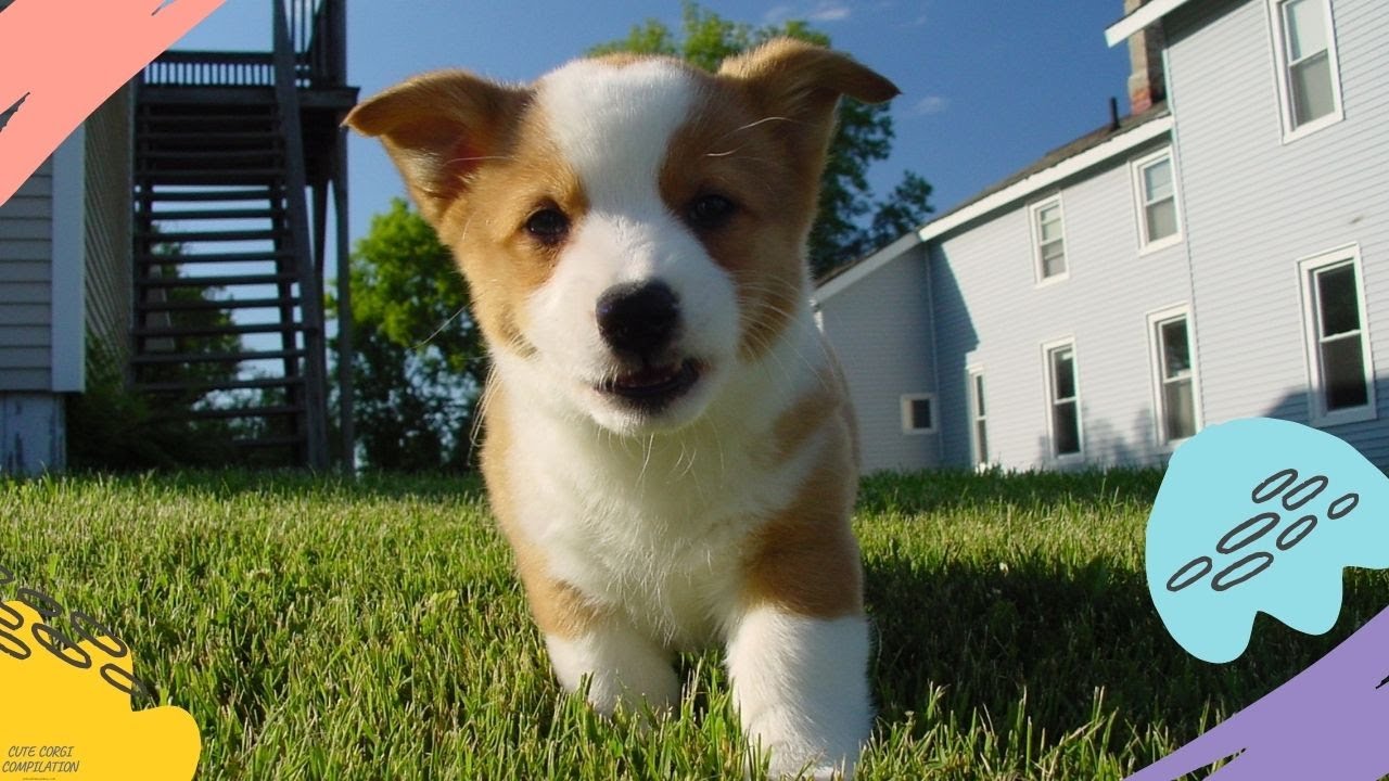 Watch This Cute Cori Compilation To BLAST Your Sadness Into Oblivion ...