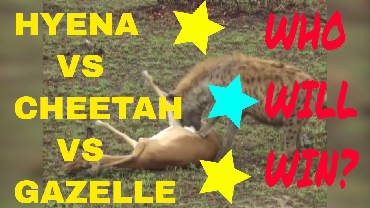 Let's Judge - Gazelle VS CHEETAH VS HYENA - YouTube