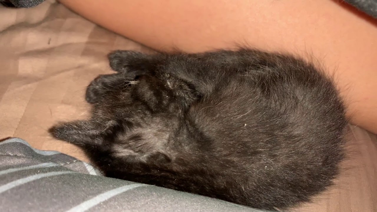 Spoiled New Adopted Wild Kitten - YouTube