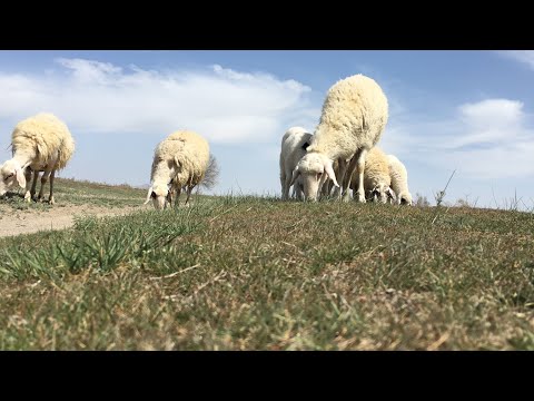 1 Saat Koyun Gütmek