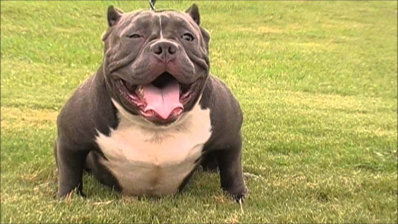 Bull Blood's HALF PINT---Extreme Exotic Bully - YouTube