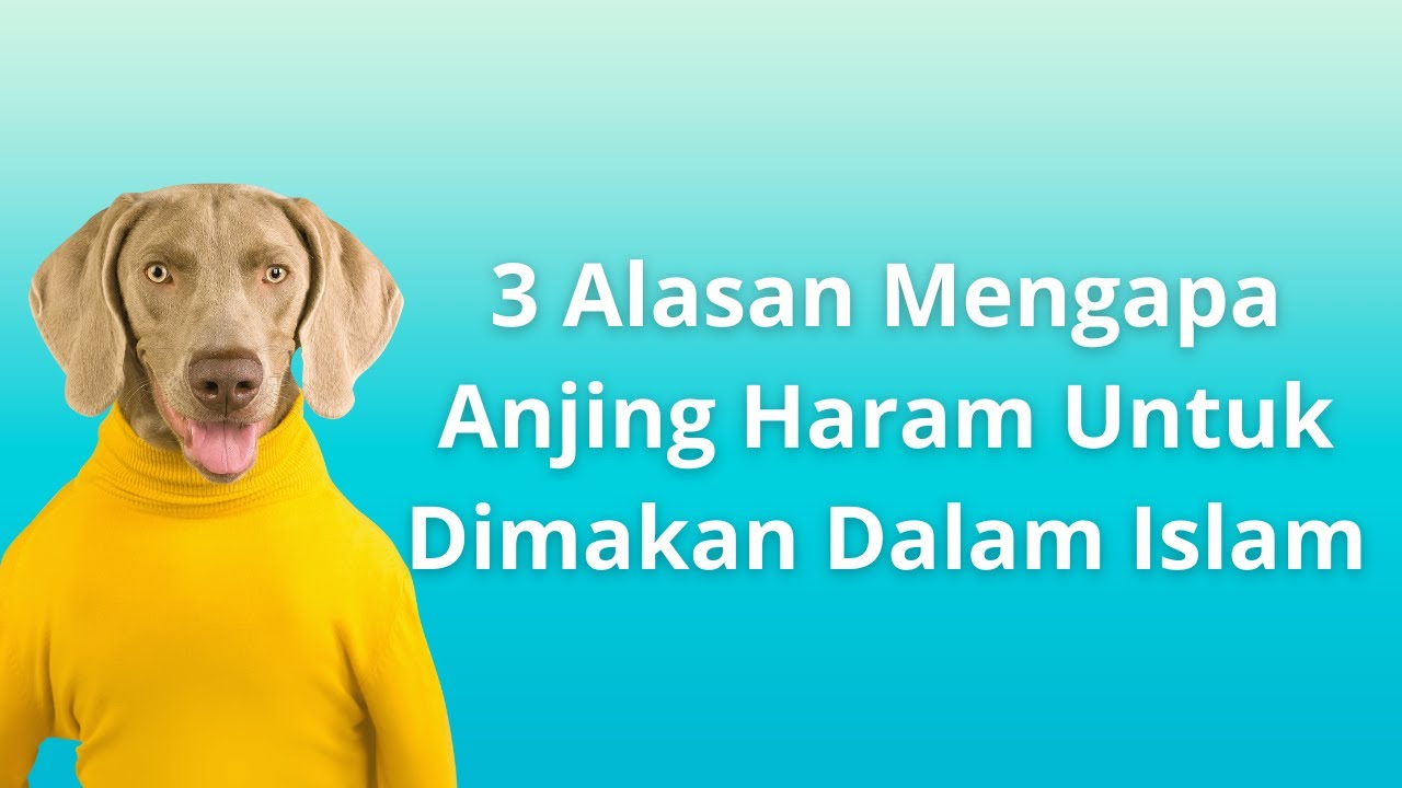 3 Alasan Mengapa Anjing Haram Dimakan Dalam Islam - YouTube