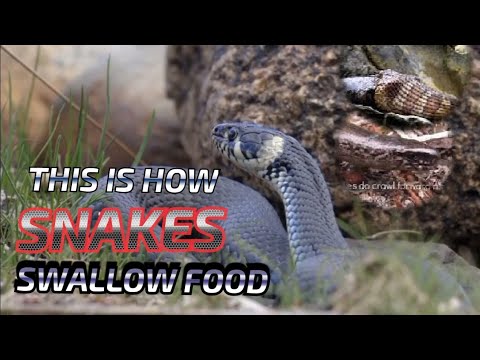 This Is How Snakes Swallow Food | Snakes That Feed On Big Objects ...