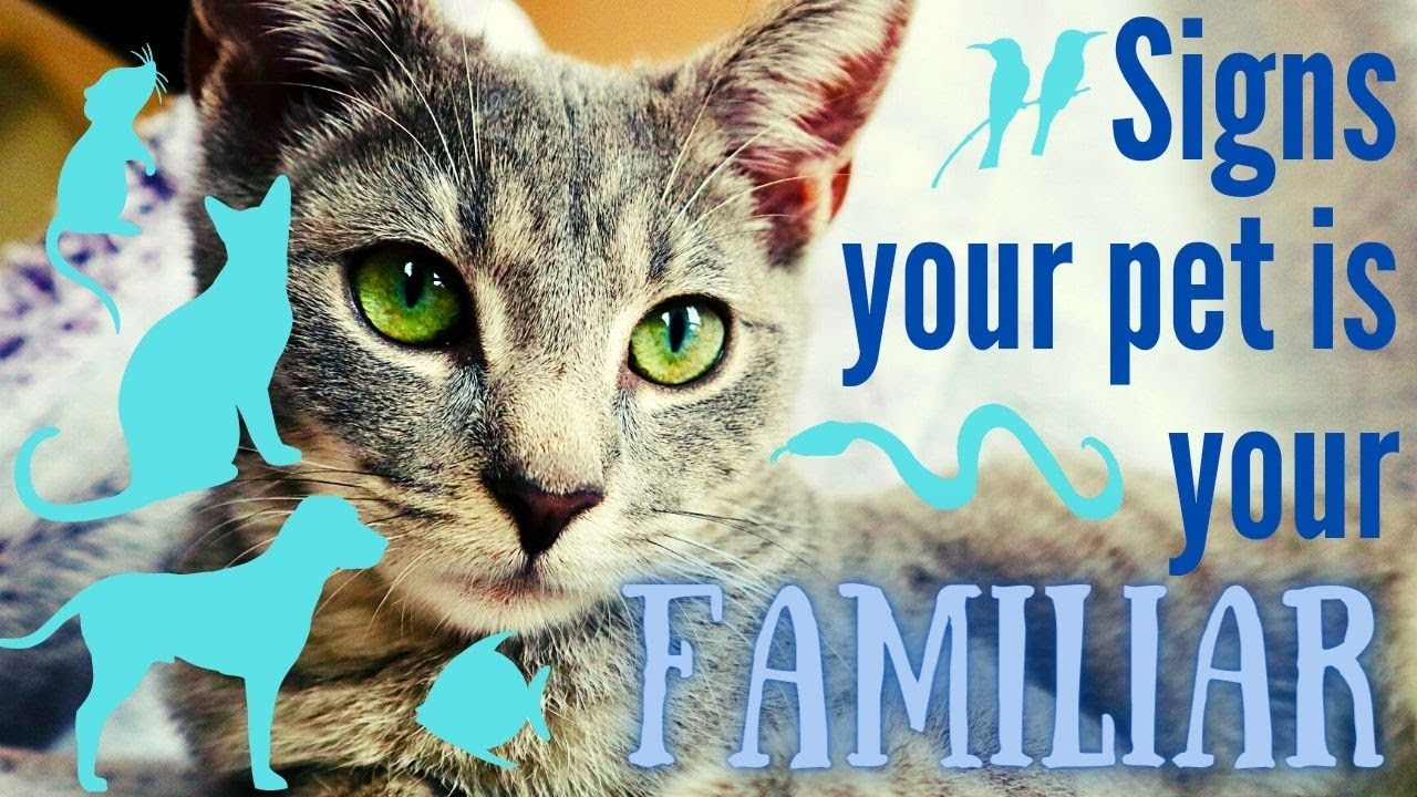 How to know if your Pet is your Familiar - YouTube