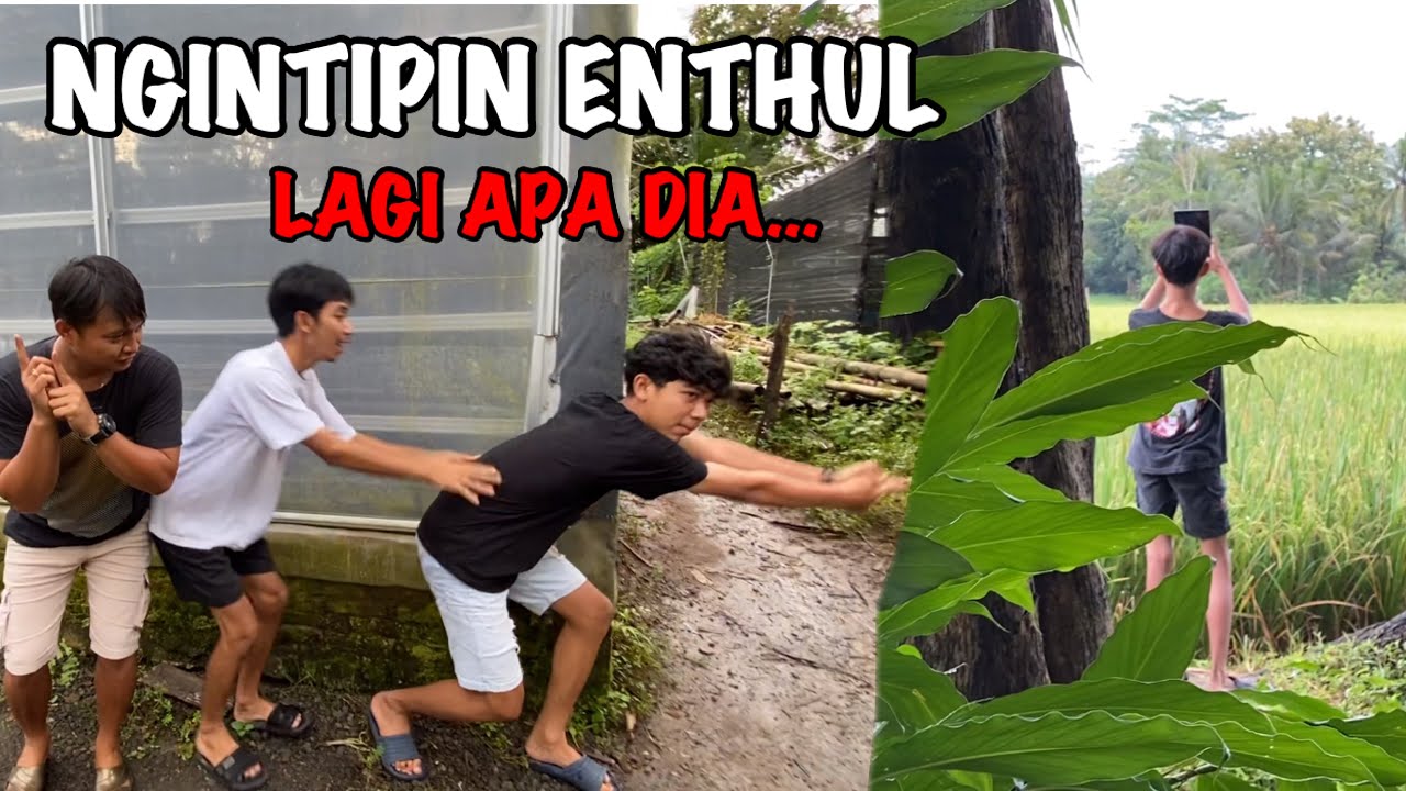 NGINTIPIN ENTHUL..Lagi ngapain Disawah?? - YouTube