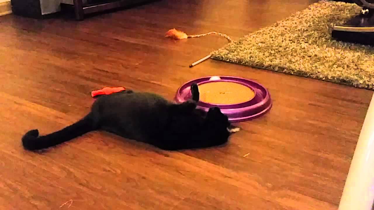 My cat and a conference call... workin' late. - YouTube