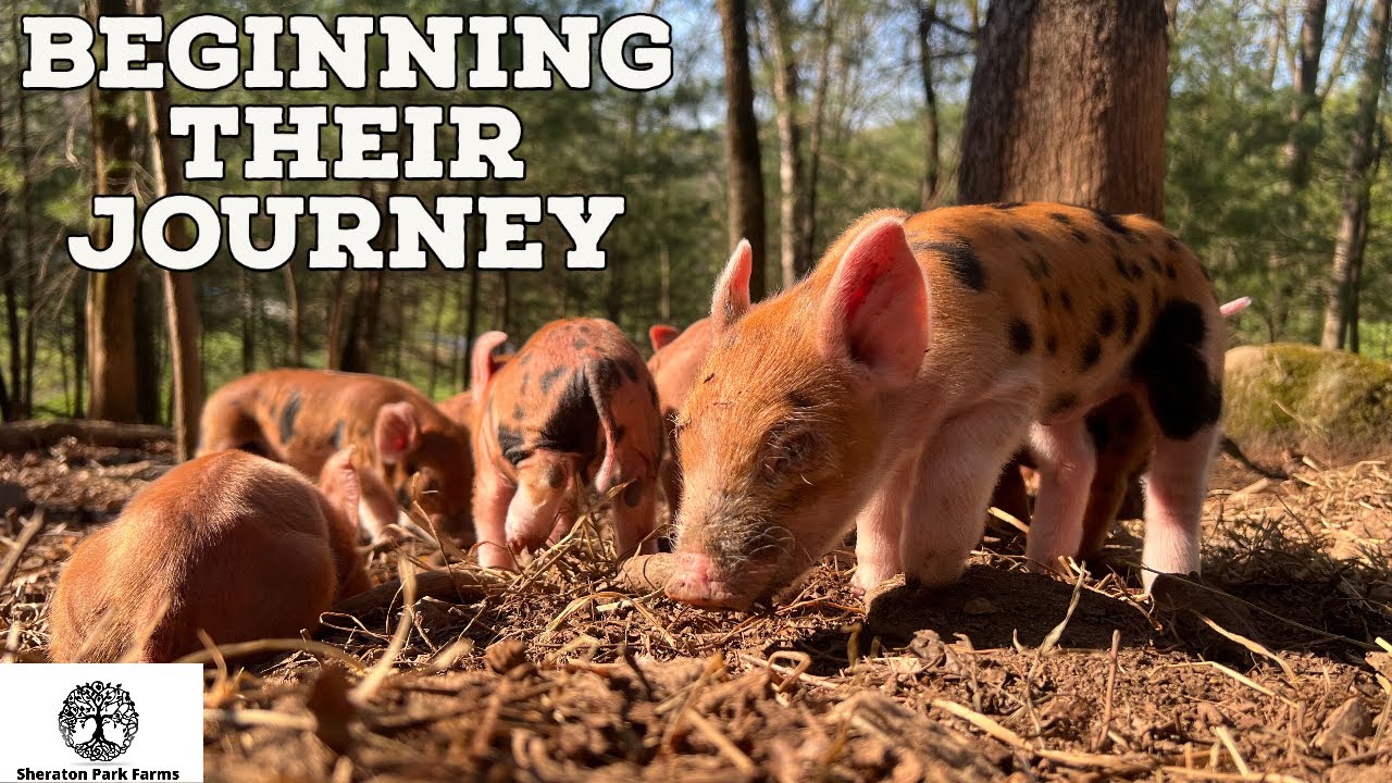 PIGLET to Pork Chop - Life On A Pig Farm - YouTube