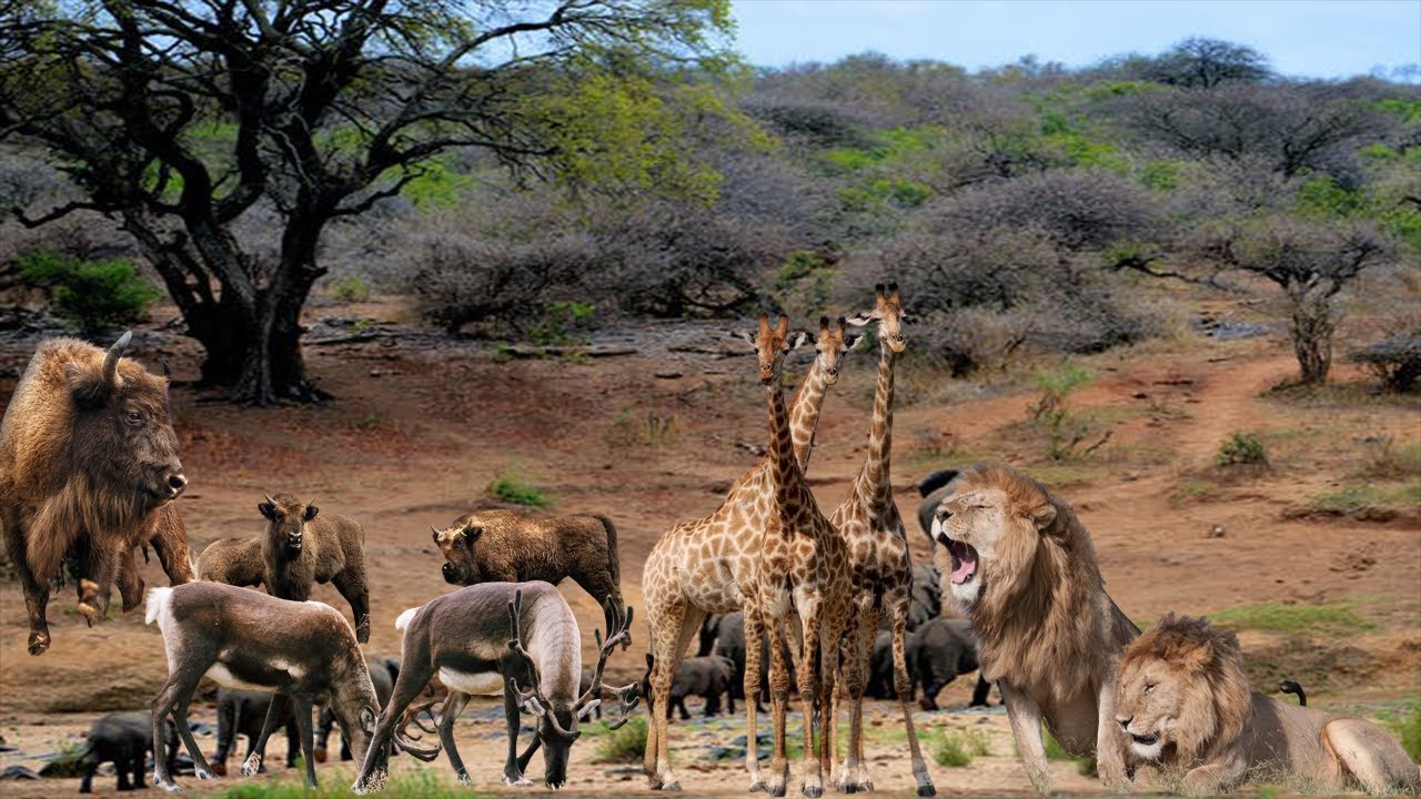 Nature Animal Wildlife | Wildlife Animals | Best Videos Clip ...