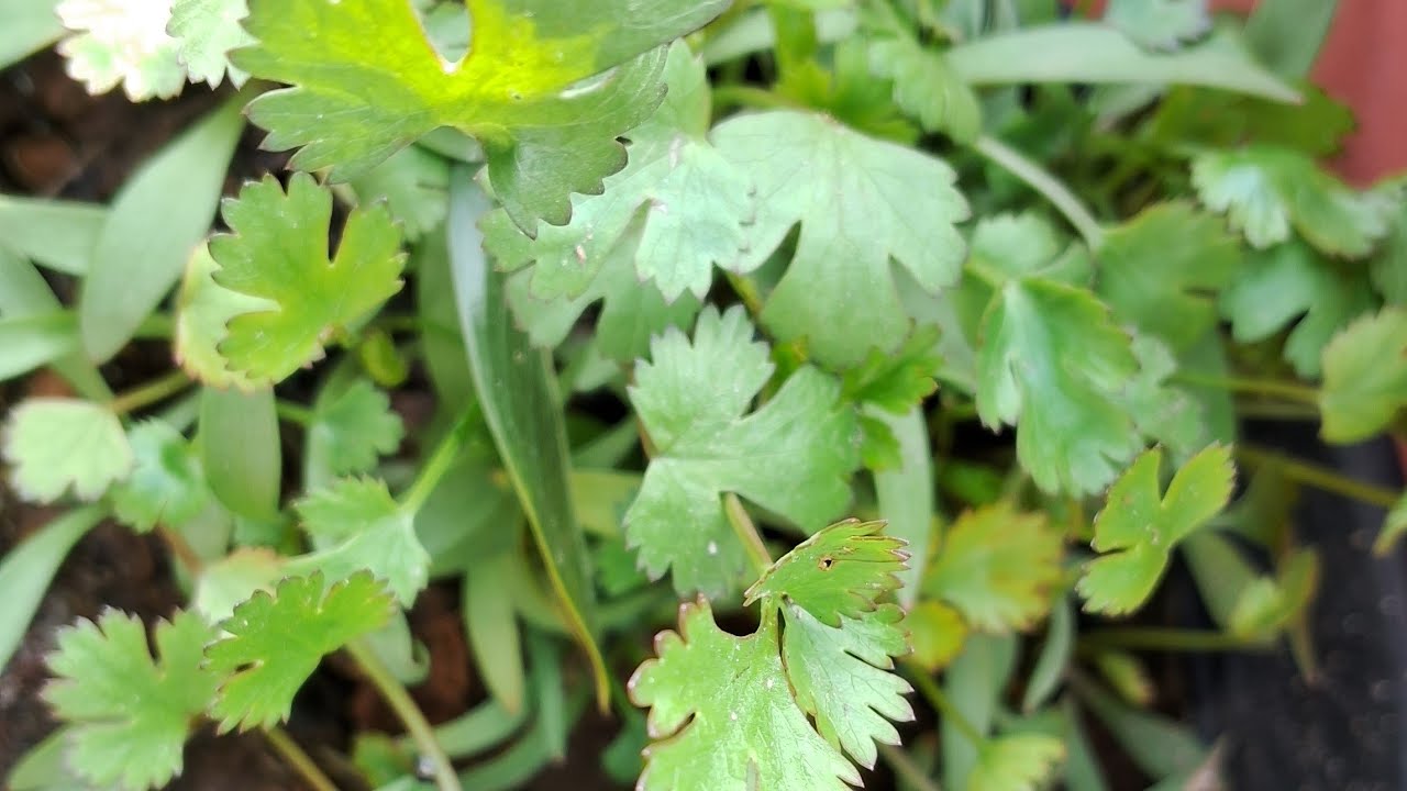 How to grow dhania at home #tips #naturebalcony #dhaniya #palak - YouTube