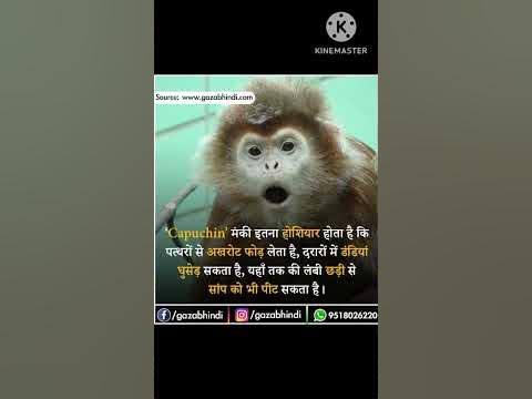 animal Fact # true facts # amazing fact #status # animal status # short ...