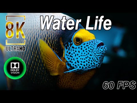 Life In water 8k Ultra Hdr (60fps) | Real 8k (60fps+Hdr) Dolby Vision ...