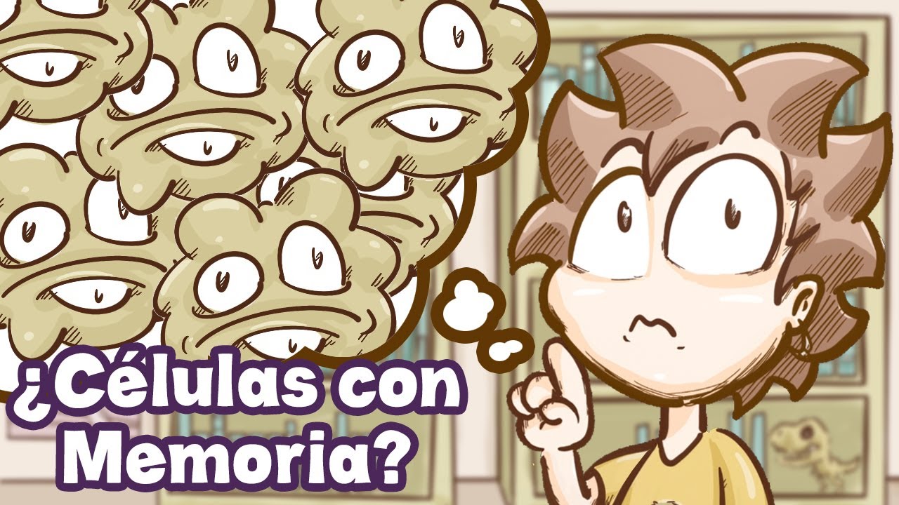 La clave de tus defensas: Las células de memoria - YouTube