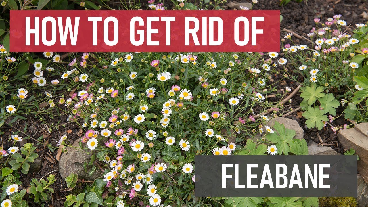 How to Get Rid of Fleabane [Daisy Lookalikes | Weed Management] - YouTube