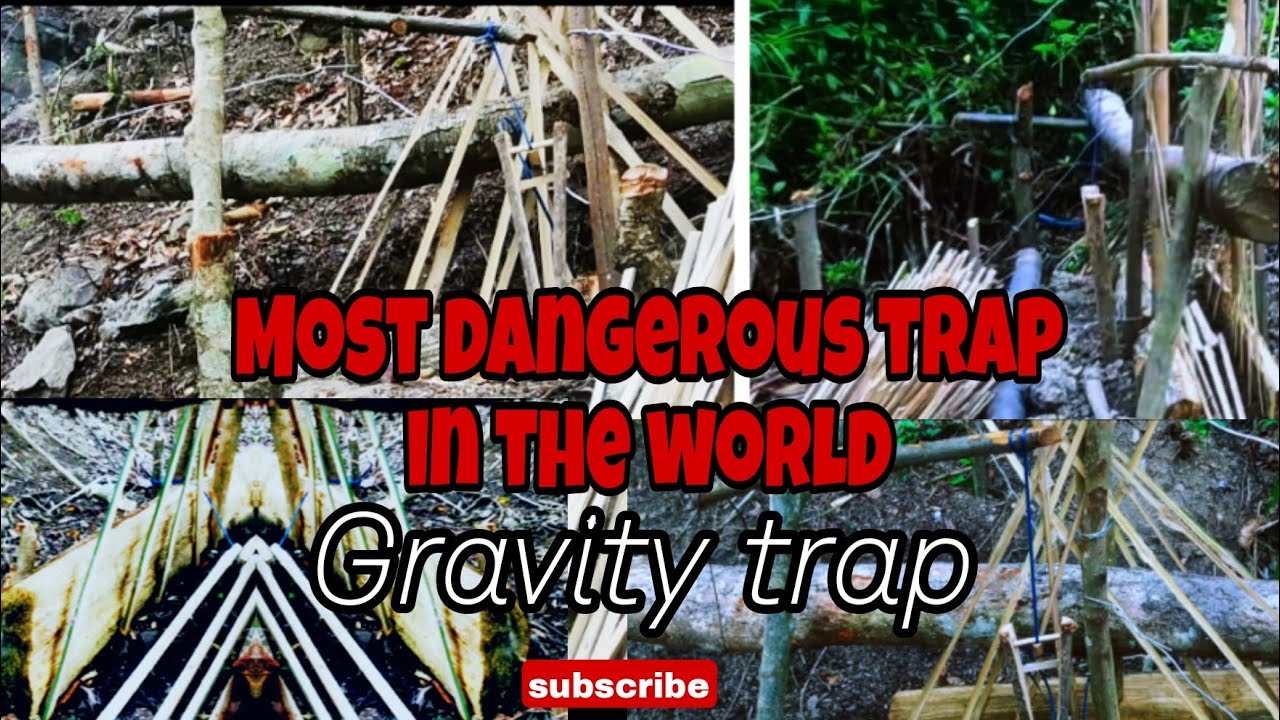 Gravity trap|| Traditional trap of KUKI tribe. - YouTube