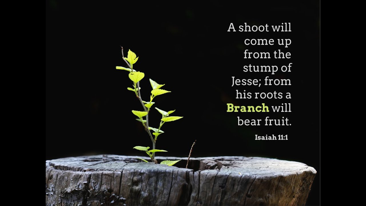 The Root Of Hope YouTube the-root-of-hope-youtube