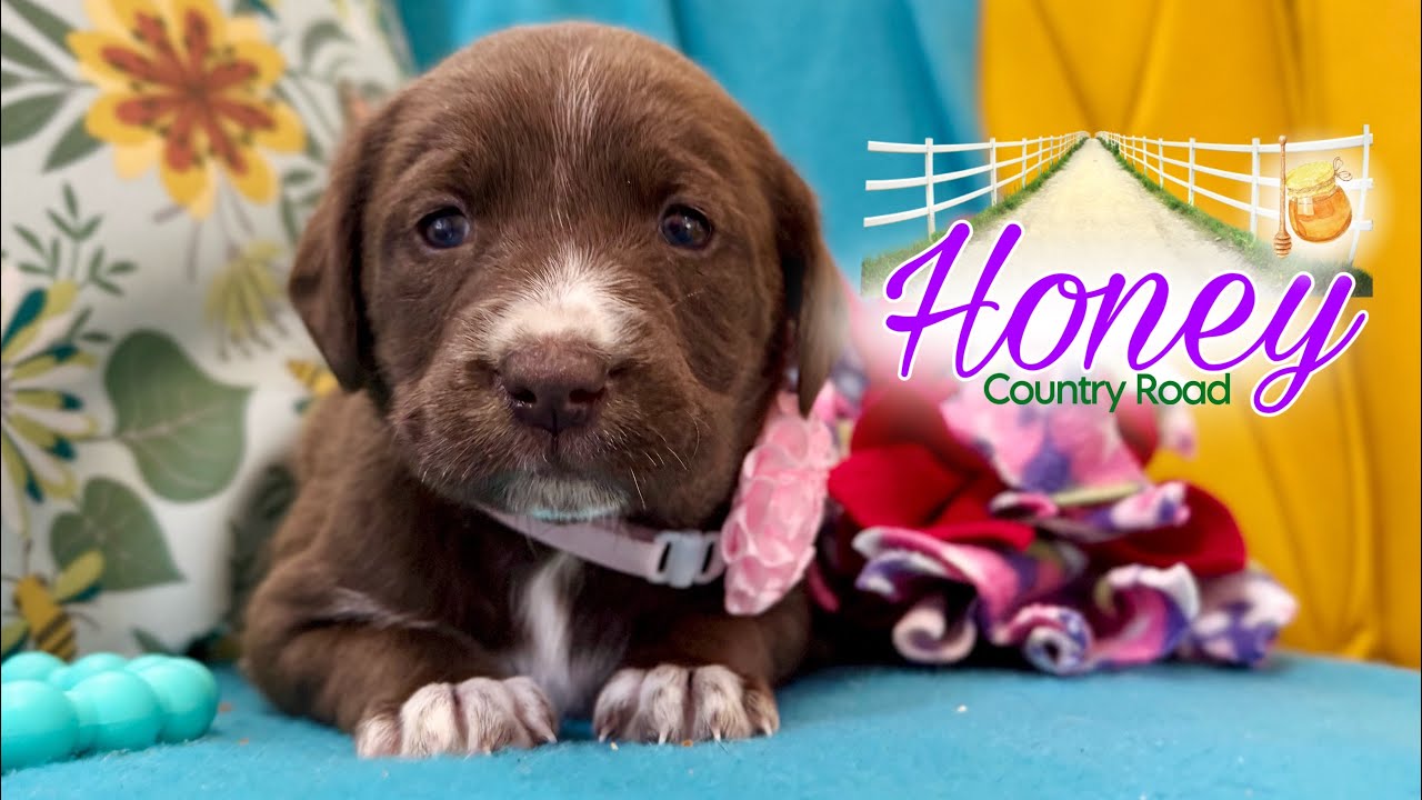 Make life a little sweeter with Honey Country Road! 🍯🐾 - YouTube