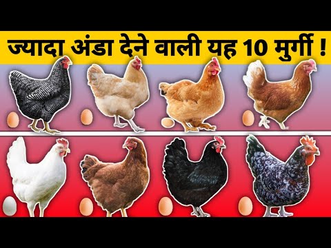 10 Most Egg Laying Chicken Breeds👌|| 10 सबसे ज्यादा अंडा देने वाली ...