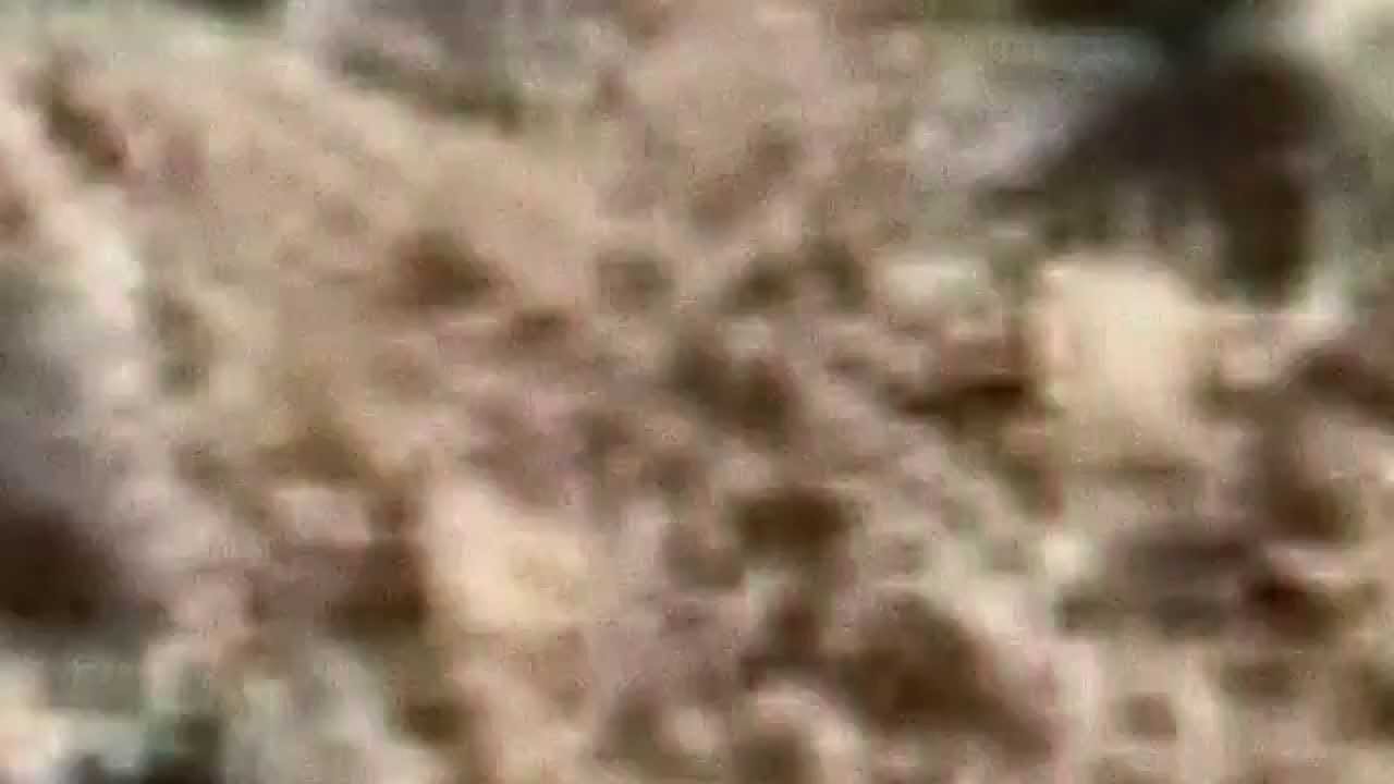 Animals on Mars ! REAL NASA IMAGE WITH MARS ANOMALIES - YouTube
