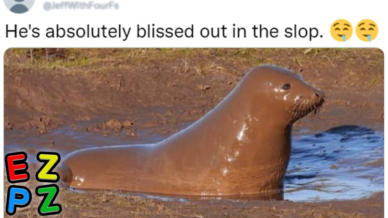 r/Forbiddensnacks · choco pudding seal - YouTube