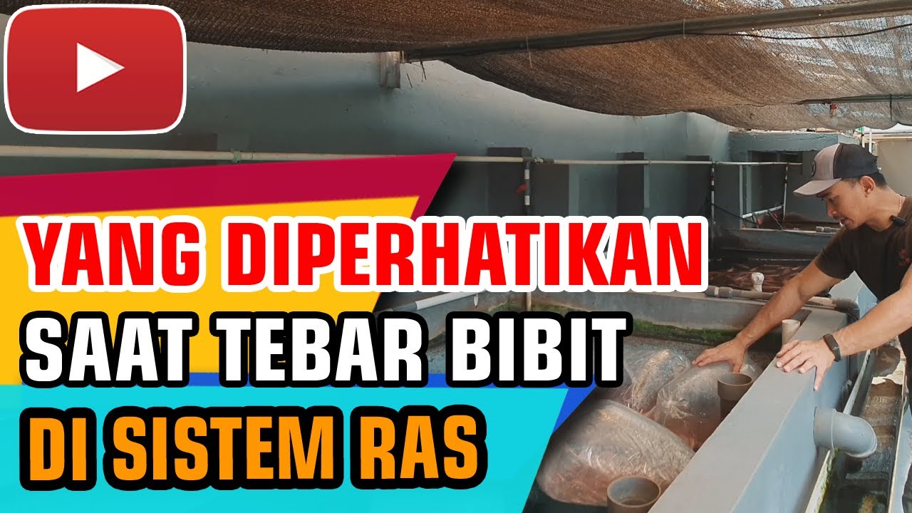 Tebar Bibit Ikan Nila - Budidaya Ikan Nila Sistem RAS - YouTube
