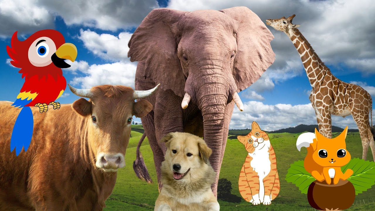 The most interesting animals - Elephants, Deer, Cows, Parrots ...