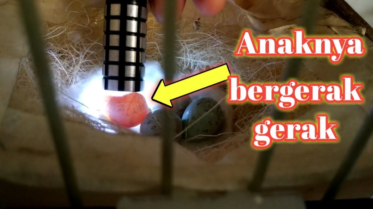 CARA MENGECEK TELUR KENARI 2022 - YouTube