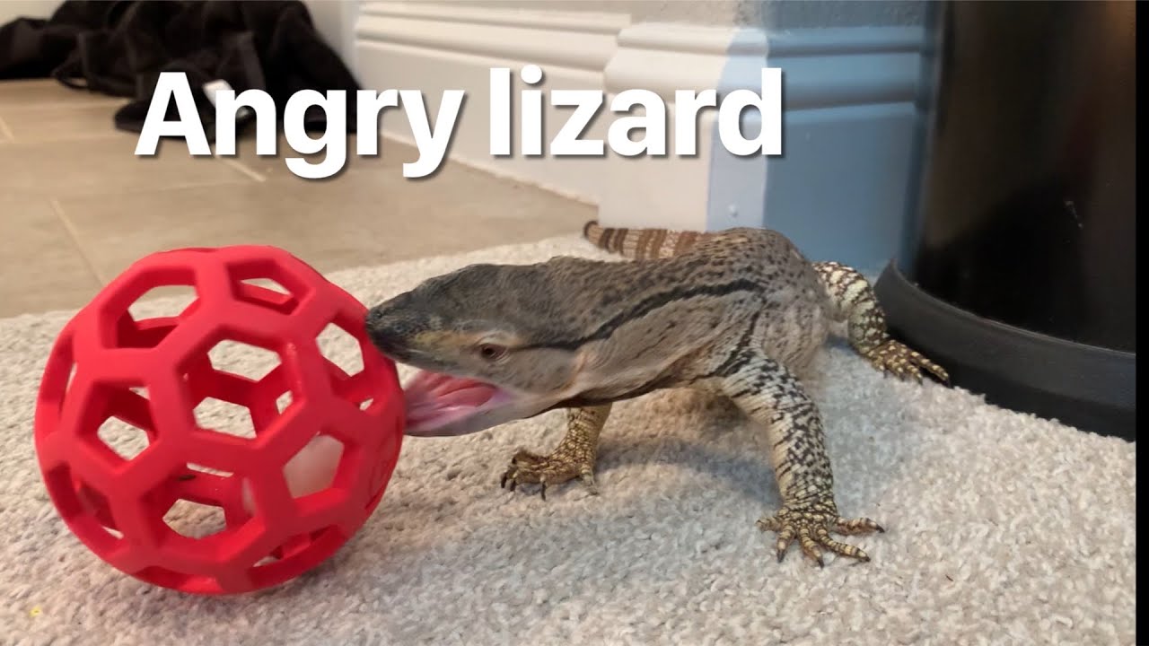 Monitor lizard enrichment - YouTube