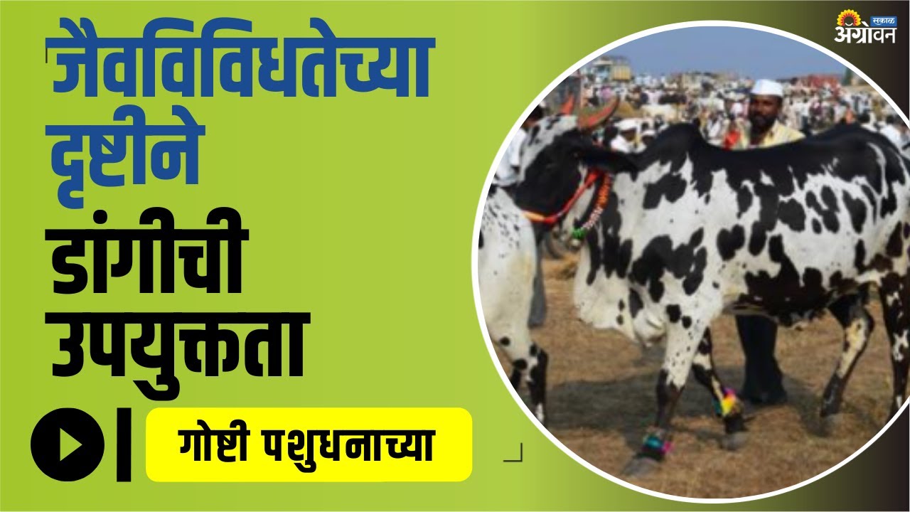 डांगीचे निसर्गातील स्थान। Role of Dangi in Nature| Dangi Cow Part-2 ...