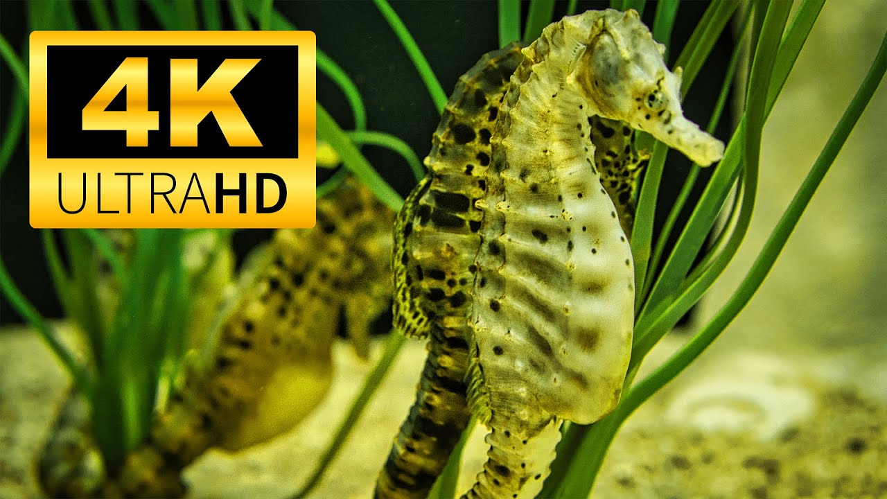 Exploring the Wilderness World: Seahorse | Wild Animals in 4K ULTRA HD ...