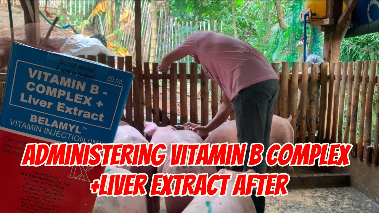 Administering vitamin B complex + liver extract @ C&L tv the Agri ...