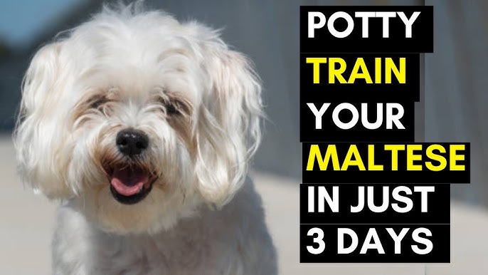 Are Havanese Dogs Easy To Potty Train