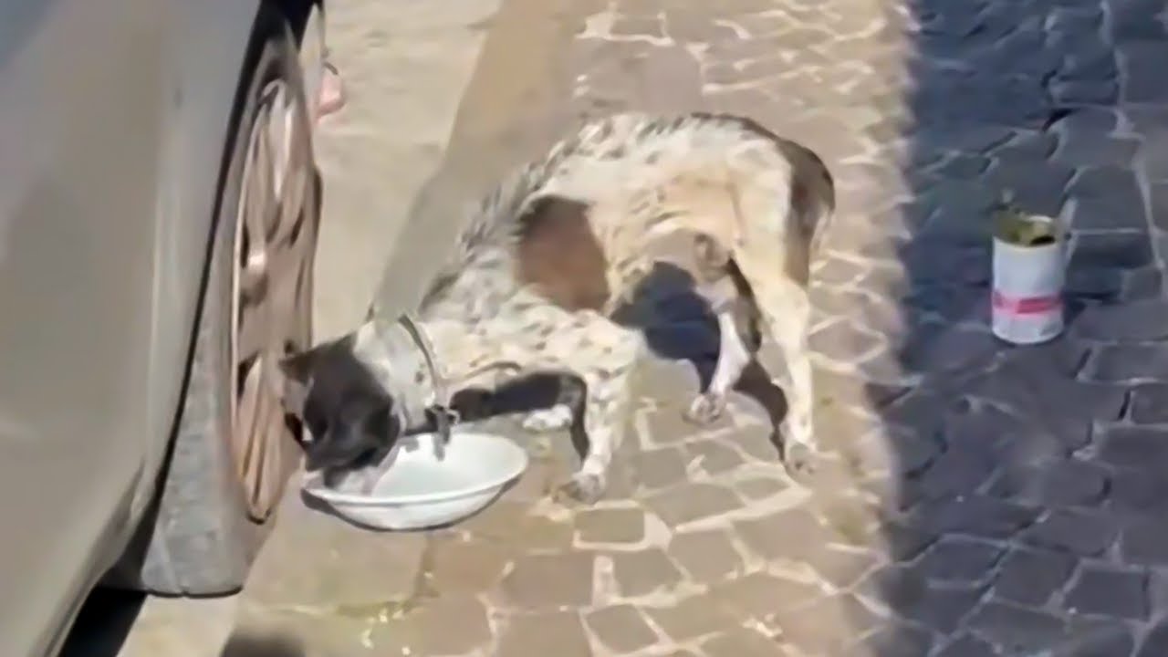 Crying all night, a small, ragged dog was abandoned on the sidewalk ...