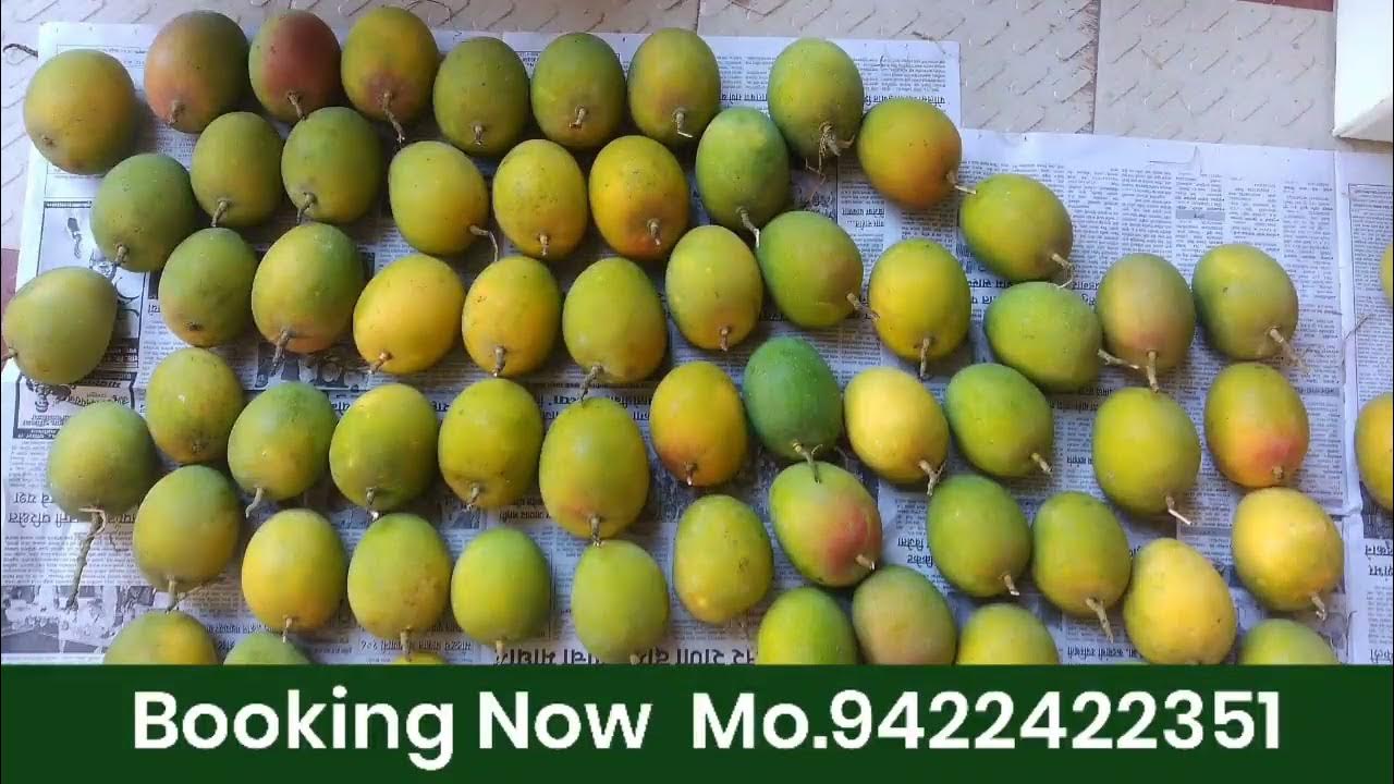 Ratnagiri Hapus Mango 🥭 9422422351 Call 📞 - YouTube