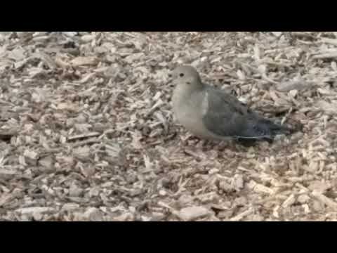 morning dove attacks - YouTube