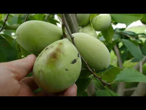 PawPaws - Maria's Joy - Meet the Cultivar Series - 02- Asimina triloba
