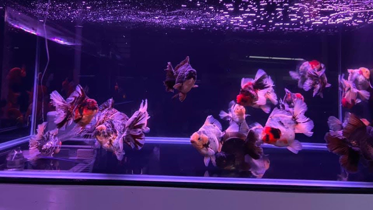 Beautiful Goldfish collection - YouTube