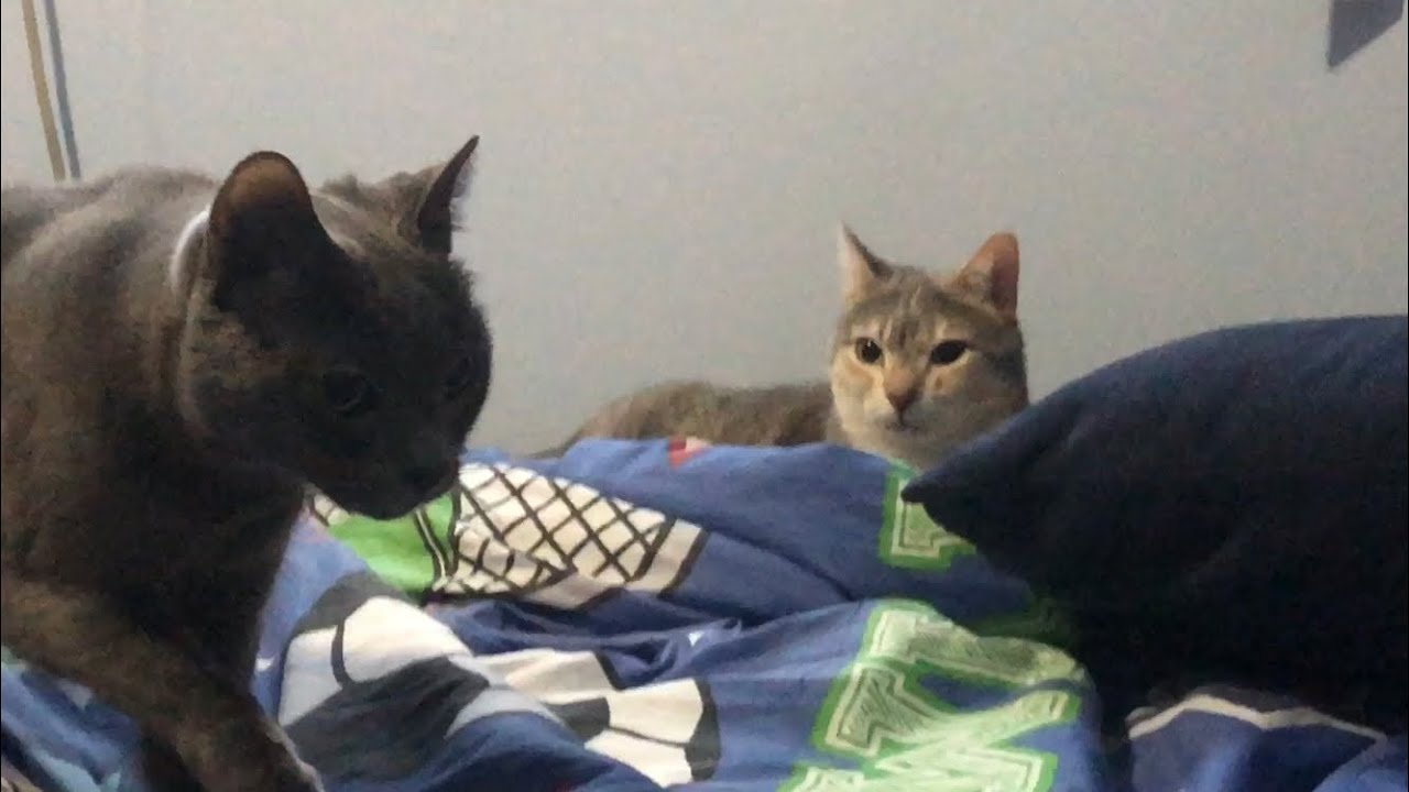 Cats Have Hilarious Reaction to Angry Cat Sounds on a Computer! (CAT ...