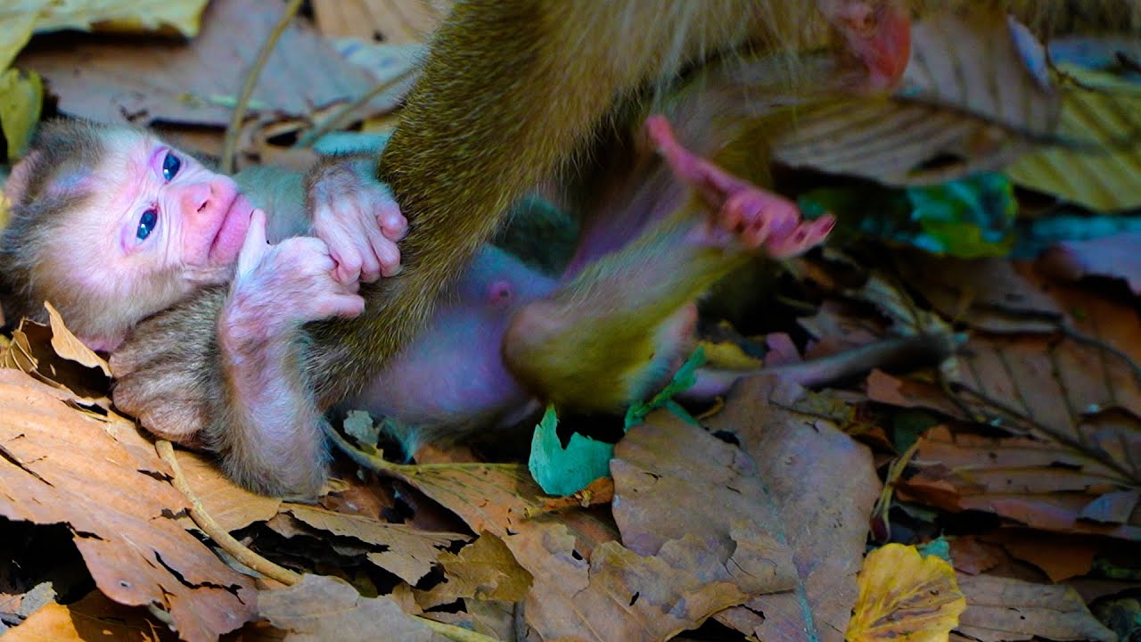 Best Video Clip Of Monkey Denied Milks To Her Poor Baby Monkey___ Full ...