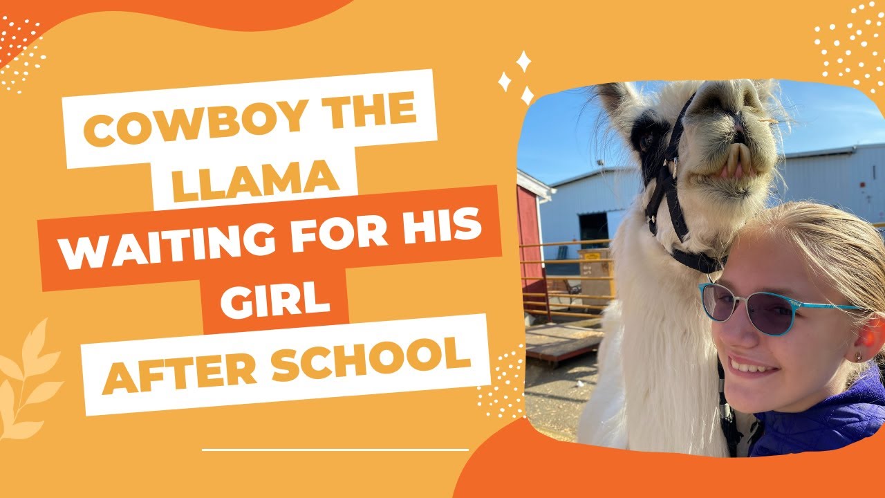 Llama waiting for his owner after school!! - YouTube