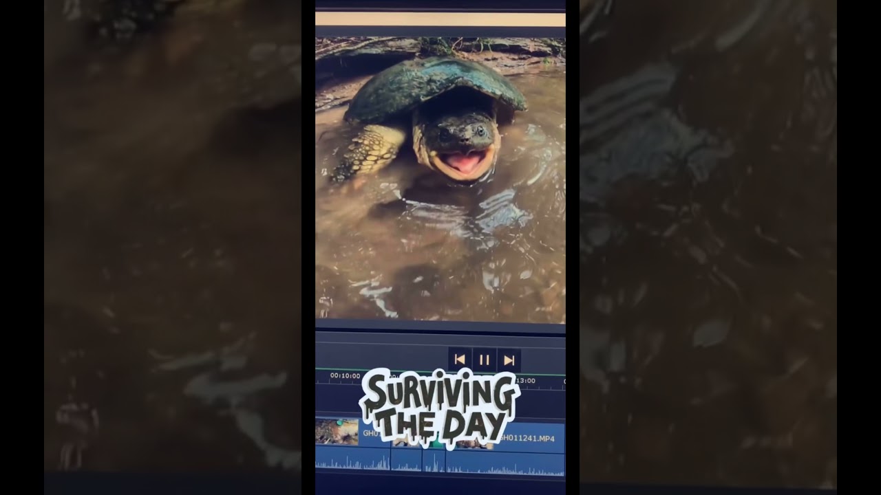 VERY ANGRY SNAPPING TURTLE ! - YouTube