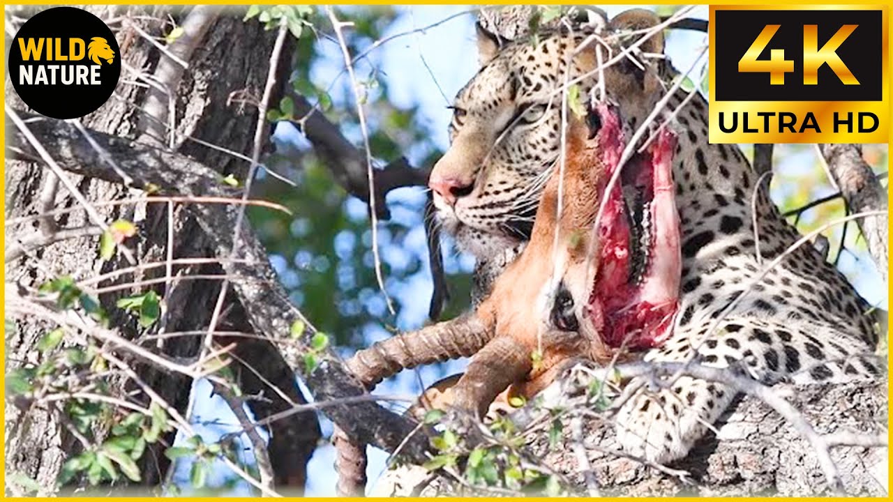 Craziest Leopard Attacks Ever Caught On Camera | Animal Fights #83 ...